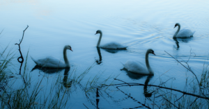 The Sidhe - Irish Fairy Folklore - The Irish Pagan School